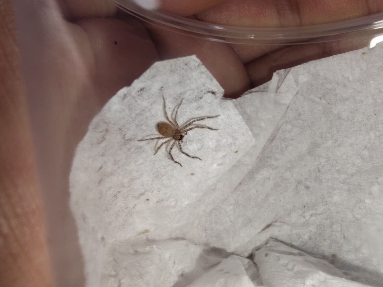 Barylestis variatus 1/4" Spotted huntsman