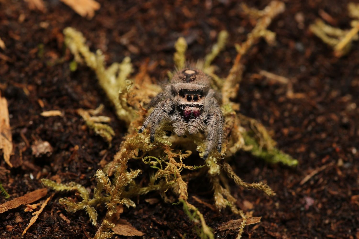 Phidippus regius 'Captive Bred' 7-8i Female / Regal jumping spider