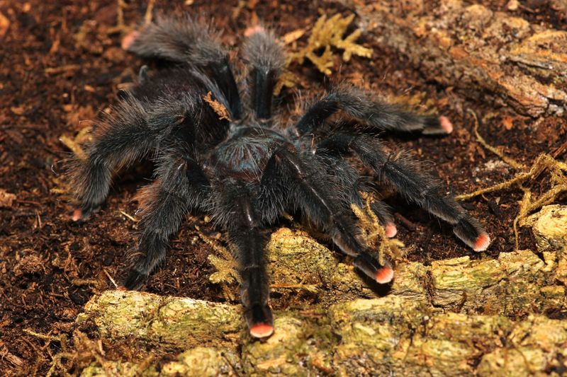 Tarantulas