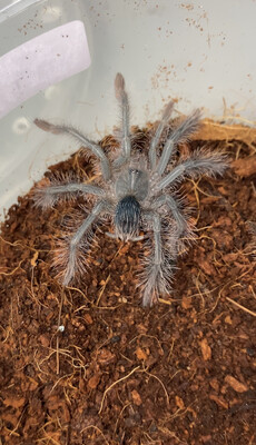 Tarantulas