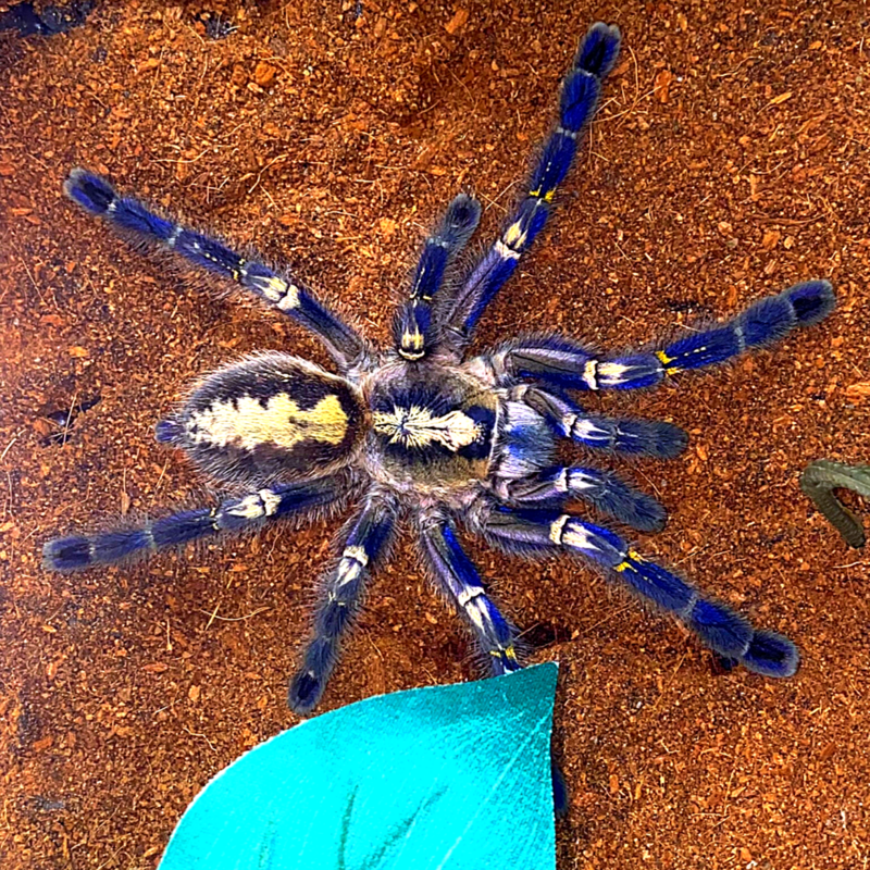 Tarantulas