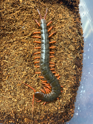 Products — Mini Beasts Canada