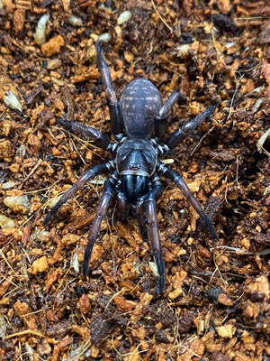 Other Spiders