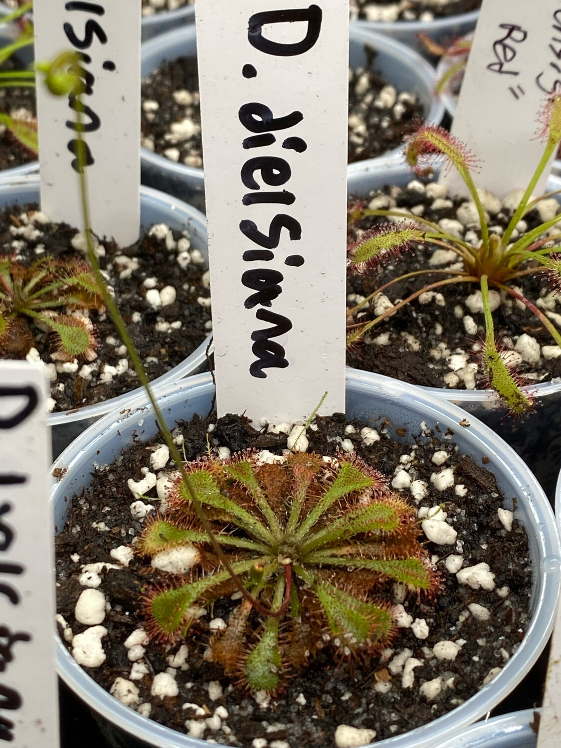 Drosera dielsiana