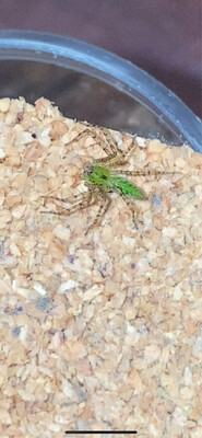 Products — Mini Beasts Canada