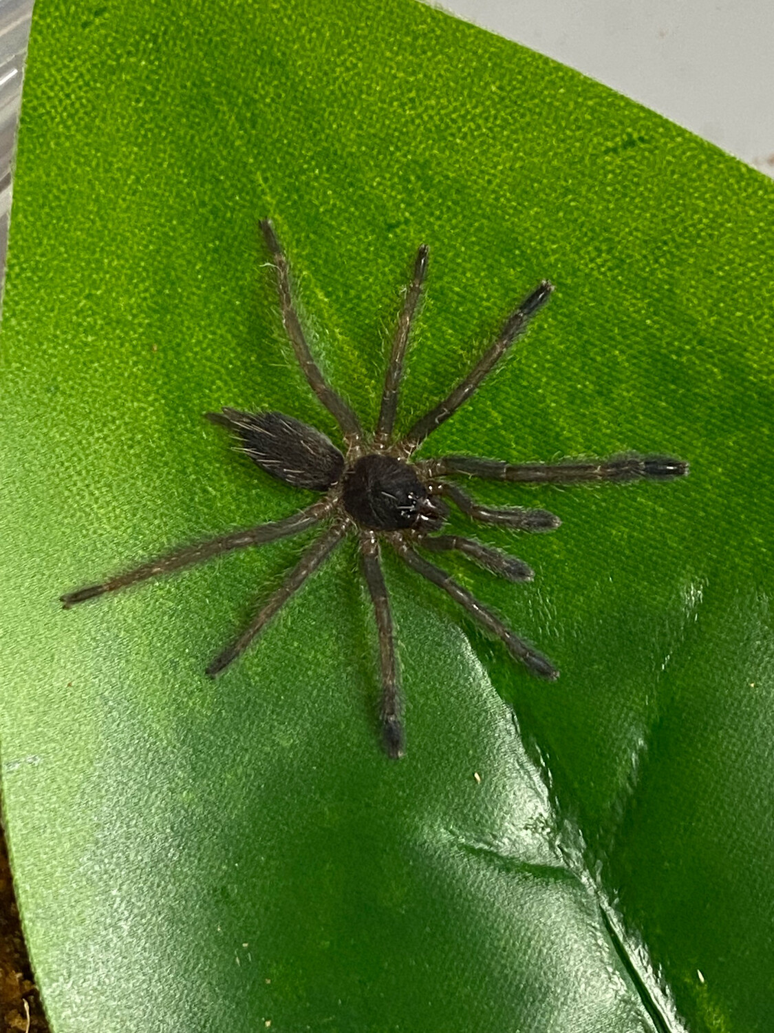 Tapinauchenius Violaceus (Purple Tree Spider)