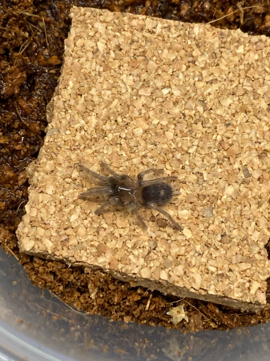 Davus Pentaloris (Guatemalan Tiger Rump Tarantula)