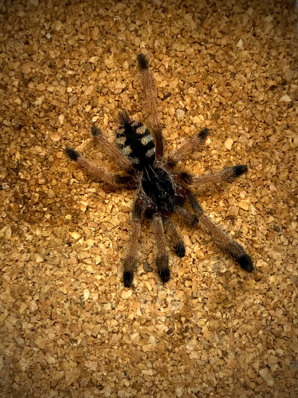 Amazonius Burgessi (Ghost Tree Spider)
