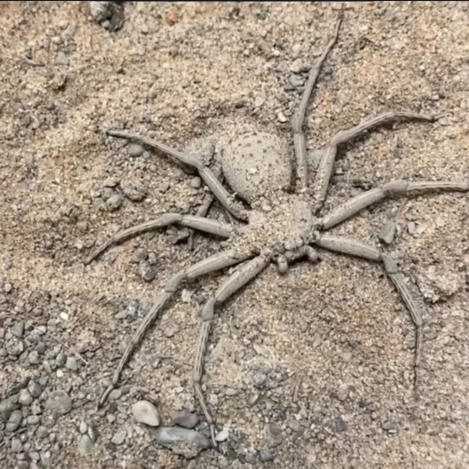 Sicarius thomisoides (Sand Spider) Sicarius thomisoides (Sand Spider)