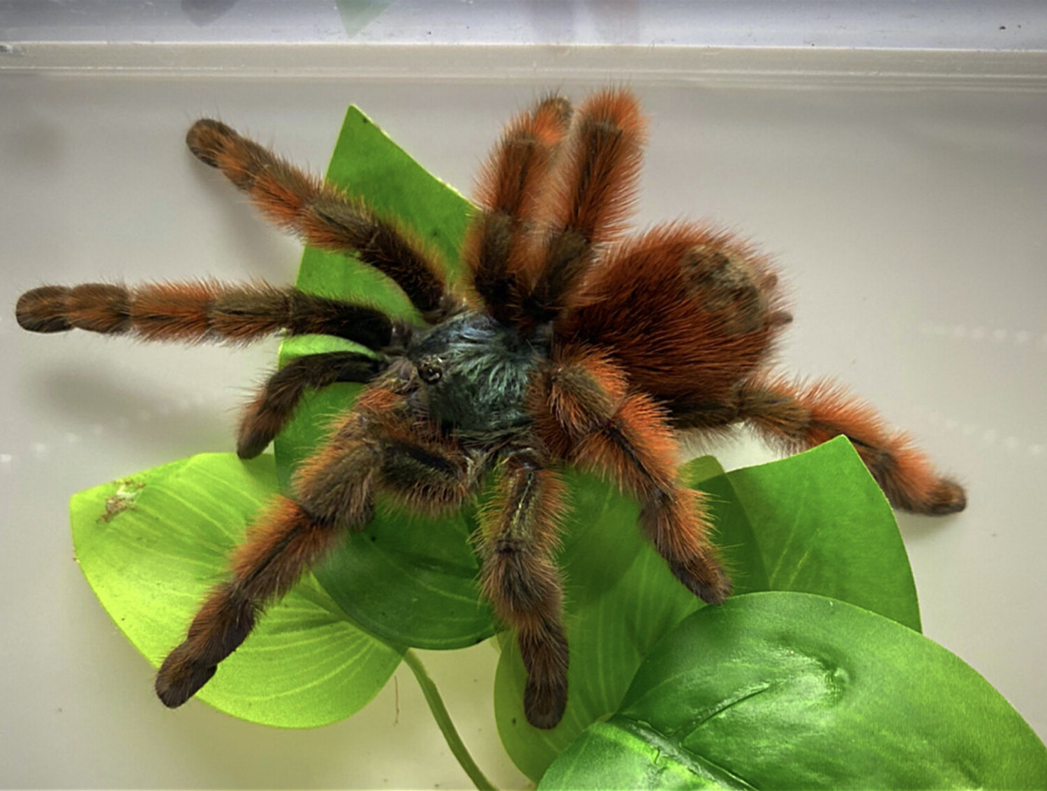Caribena versicolor (Antilles Pinktoe Tarantula)
