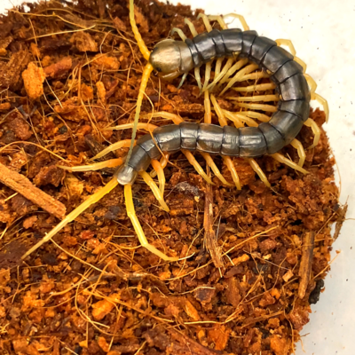 Products — Mini Beasts Canada