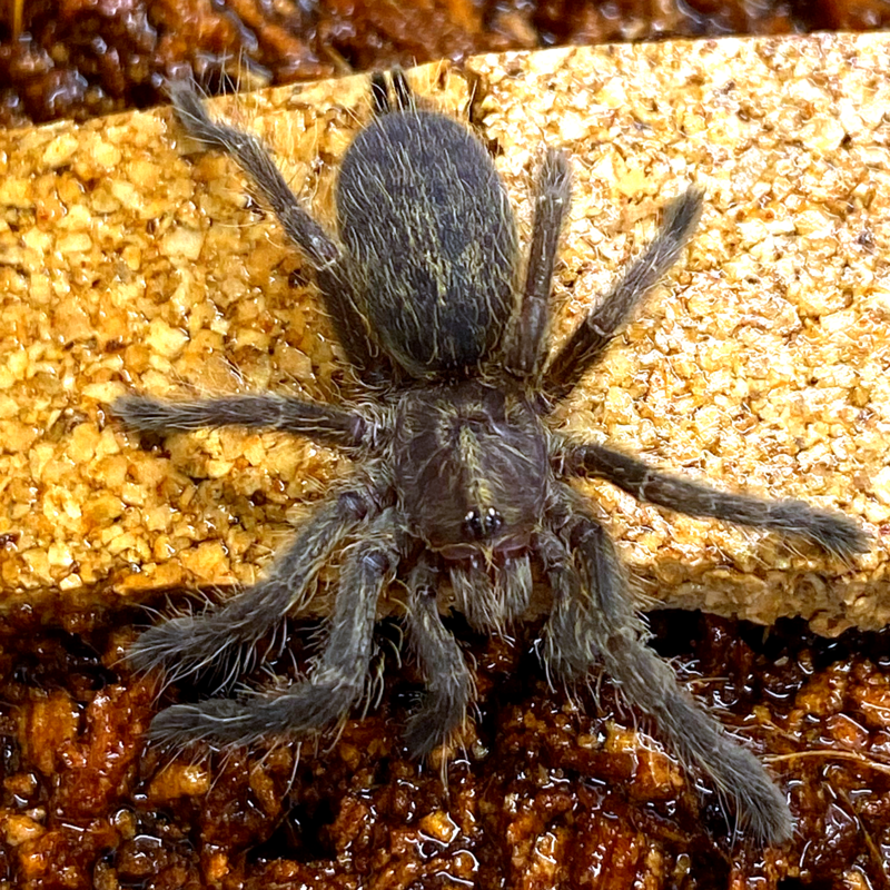 Ceratogyrus darlingi (Rear-horned Baboon Tarantula)