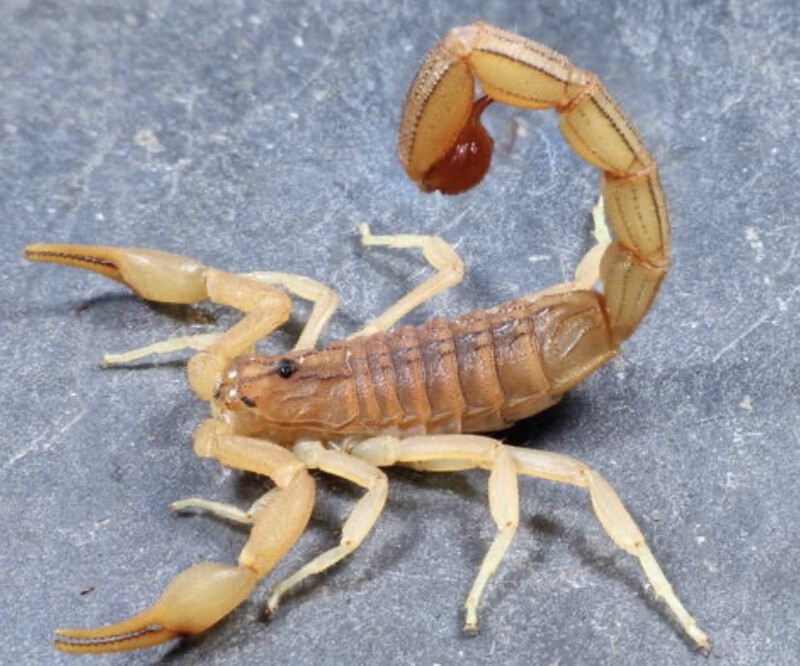 Hottentotta tamulus (Indian Red Scorpion)