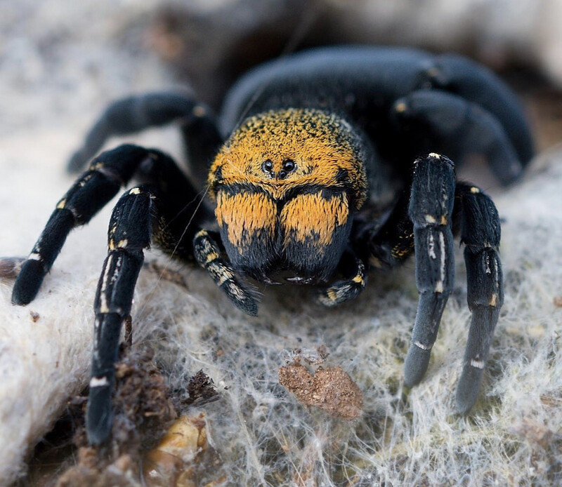 Eresus moravicus (Yellow Faced Velvet Spider)