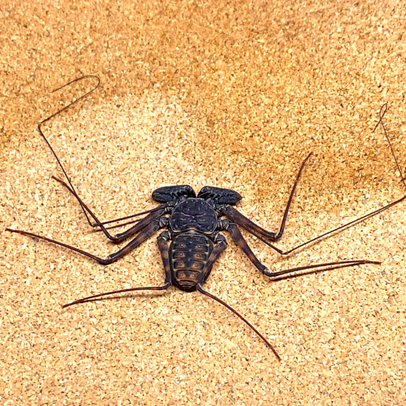 Phrynus whitei (Whip Spider)