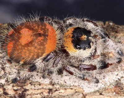 Products — Mini Beasts Canada