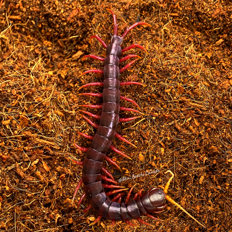 Scolopendra Sp. Purple Giant Centipede