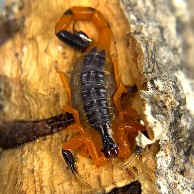 Scorpions