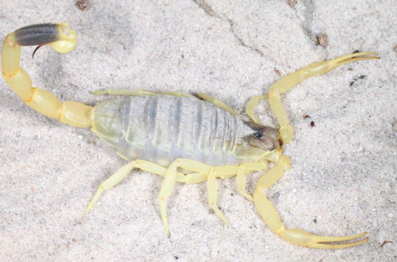 Leiurus heberti "Yellow" (Hebert Deathstalker Scorpion)