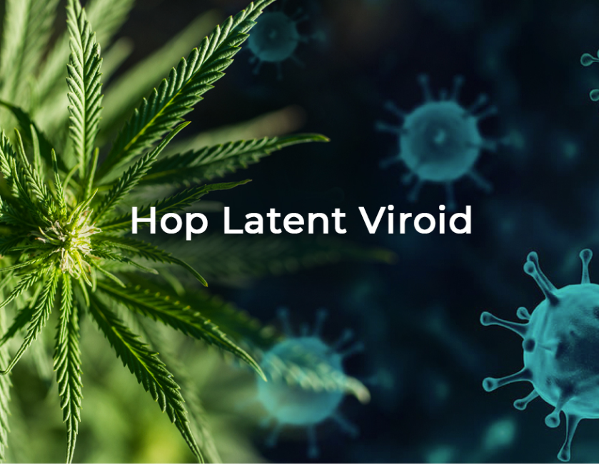 HLVd (Hop Latent Viroid Detection) Testing
