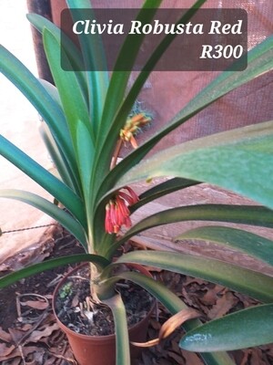 Boschdal Nursery Shop