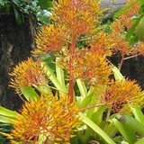 Bromeliads