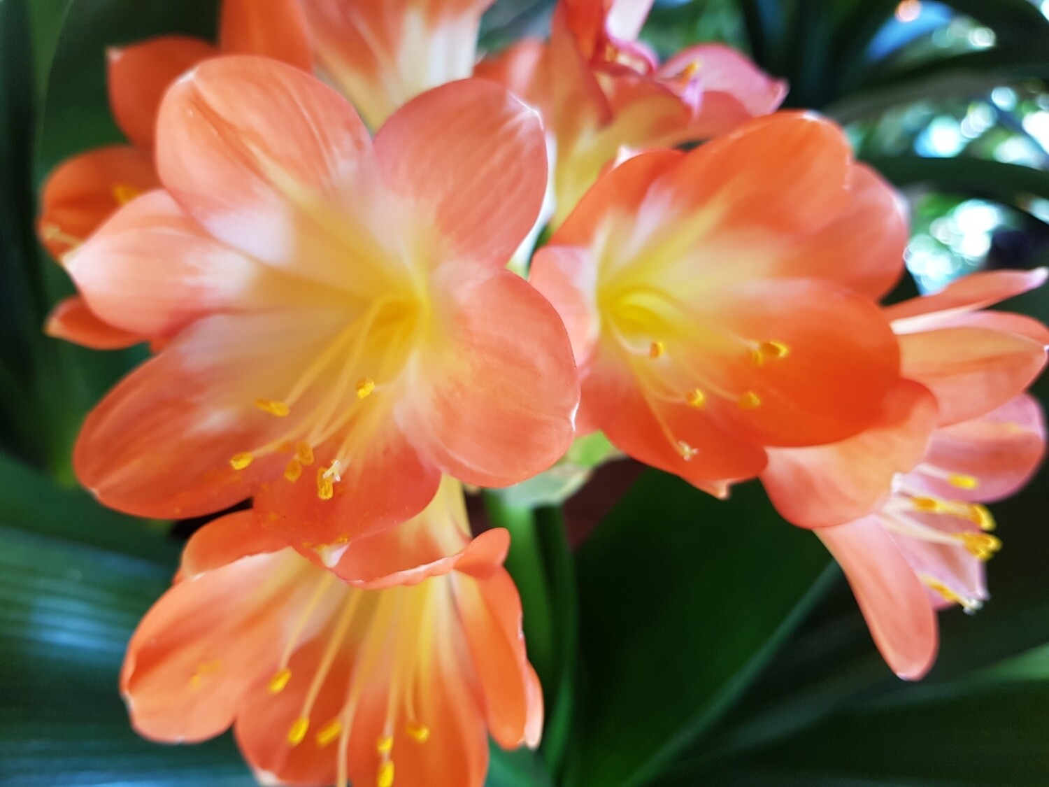 Clivia Miniata Orange mature plant