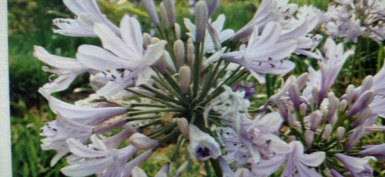 Agapanthus Lilac Mist
