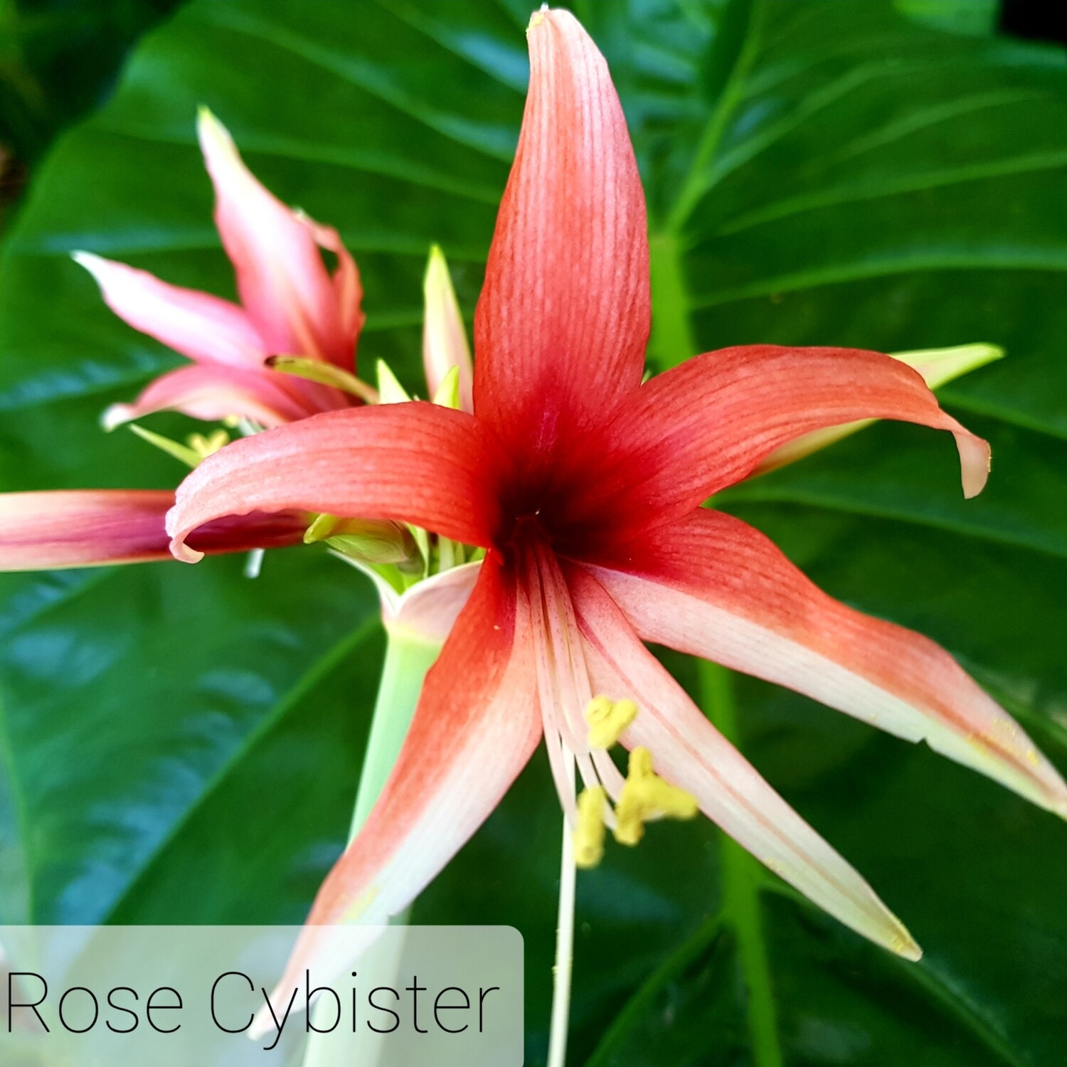 Rose Cybister - Imported