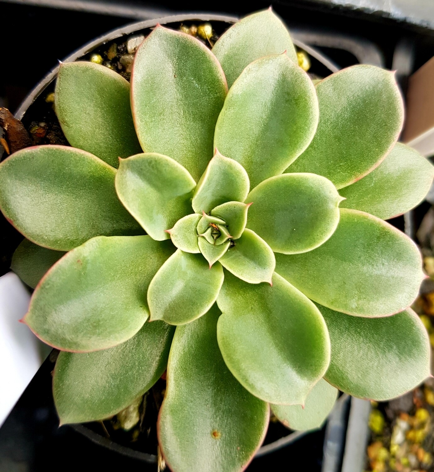 Echeveria Fantastic Fountain