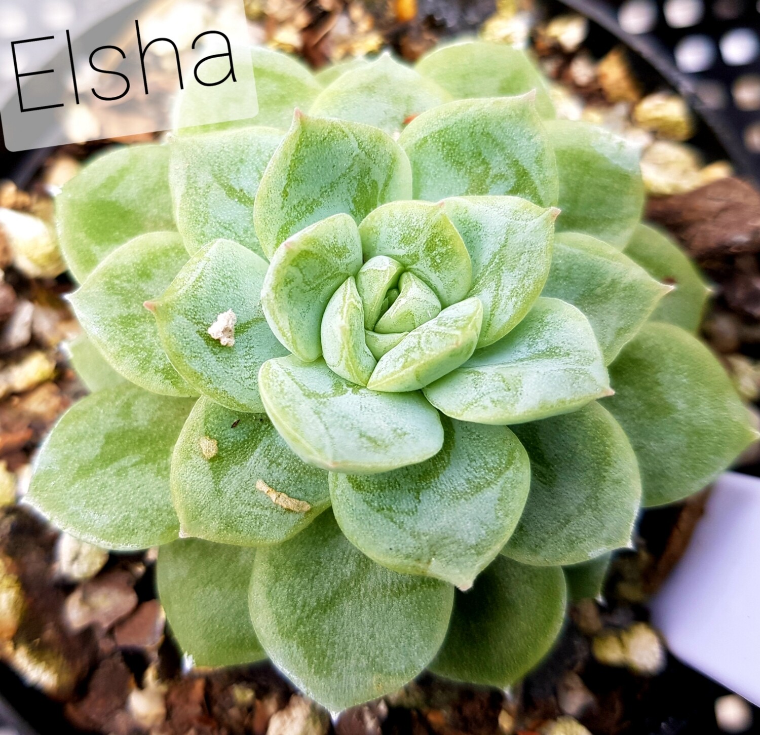 Echeveria Elsha