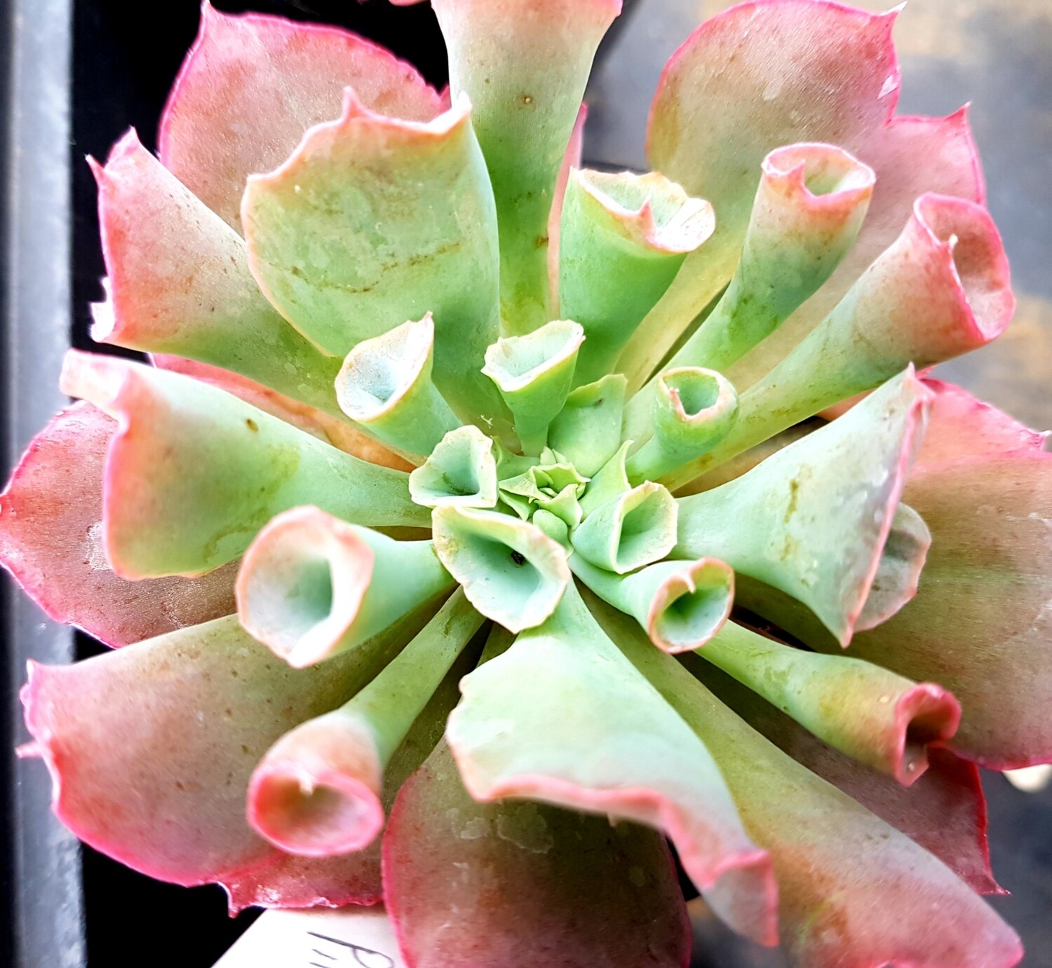 Echeveria Trumpet 'Pinky'