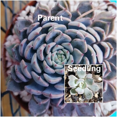 Echeveria