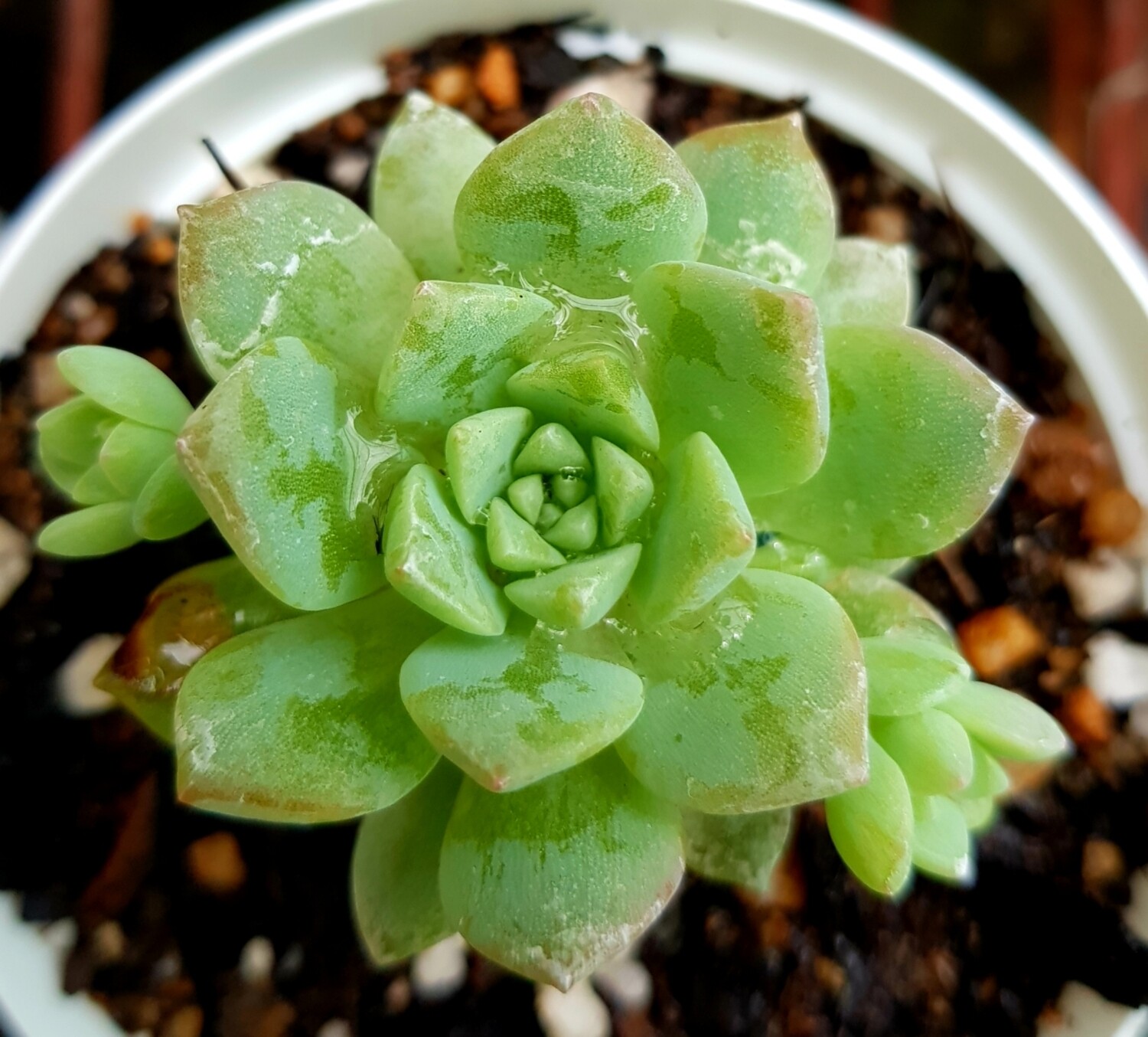 Echeveria Prolifica