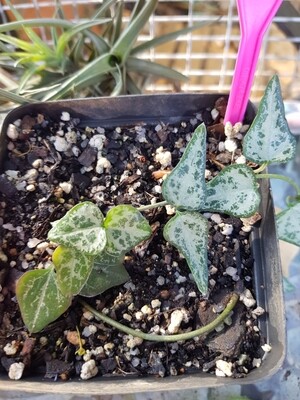 Hanging Plants, Strings, Rhipsalis