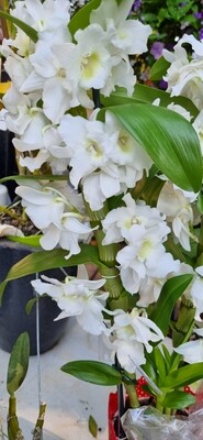 Orchids