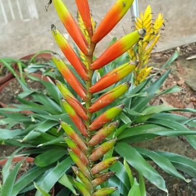 Bromeliads