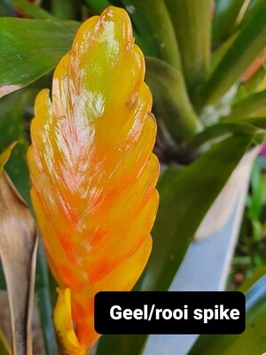 Bromeliads