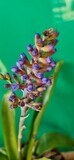 Bromeliads