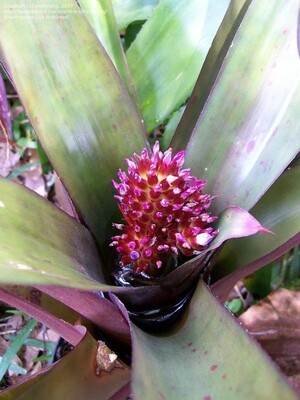 Bromeliads
