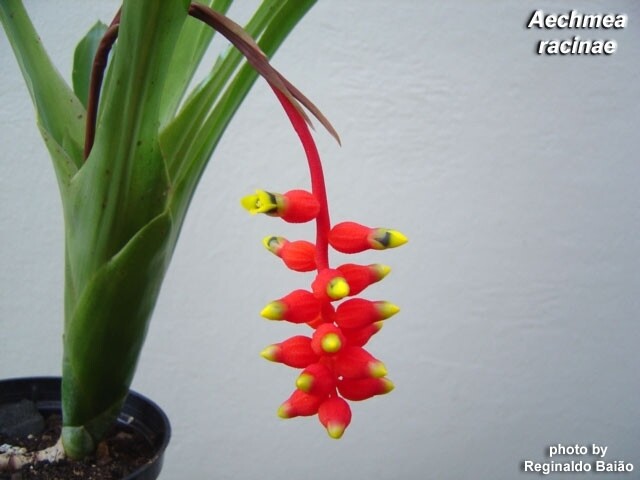 Aechmea racinae
