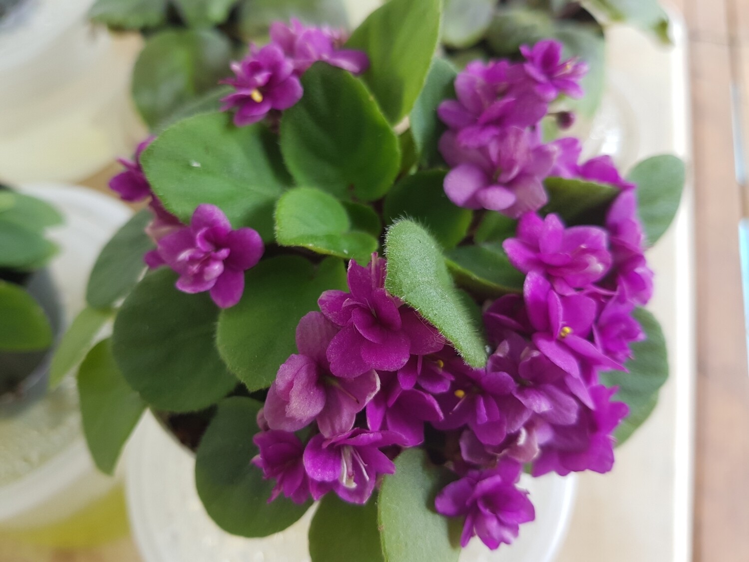 African Violet Foster Trail (Miniature Trailing) Starter Plant