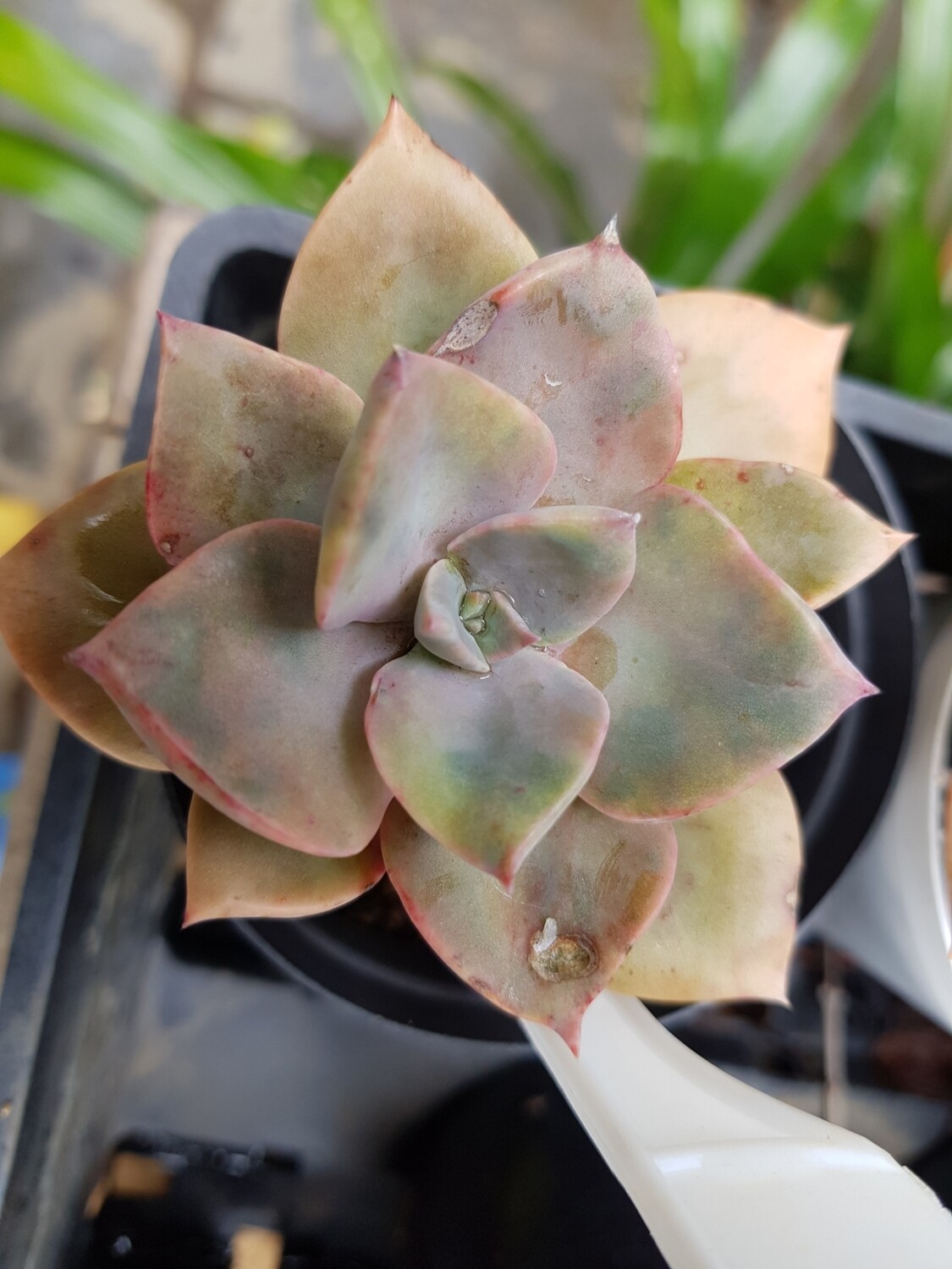 Graptopetalum Purple Haze
