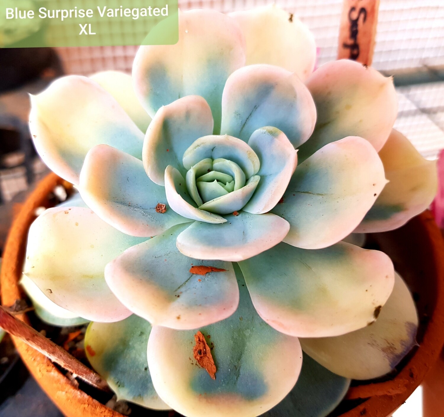 Echeveria Blue Surprise variegated