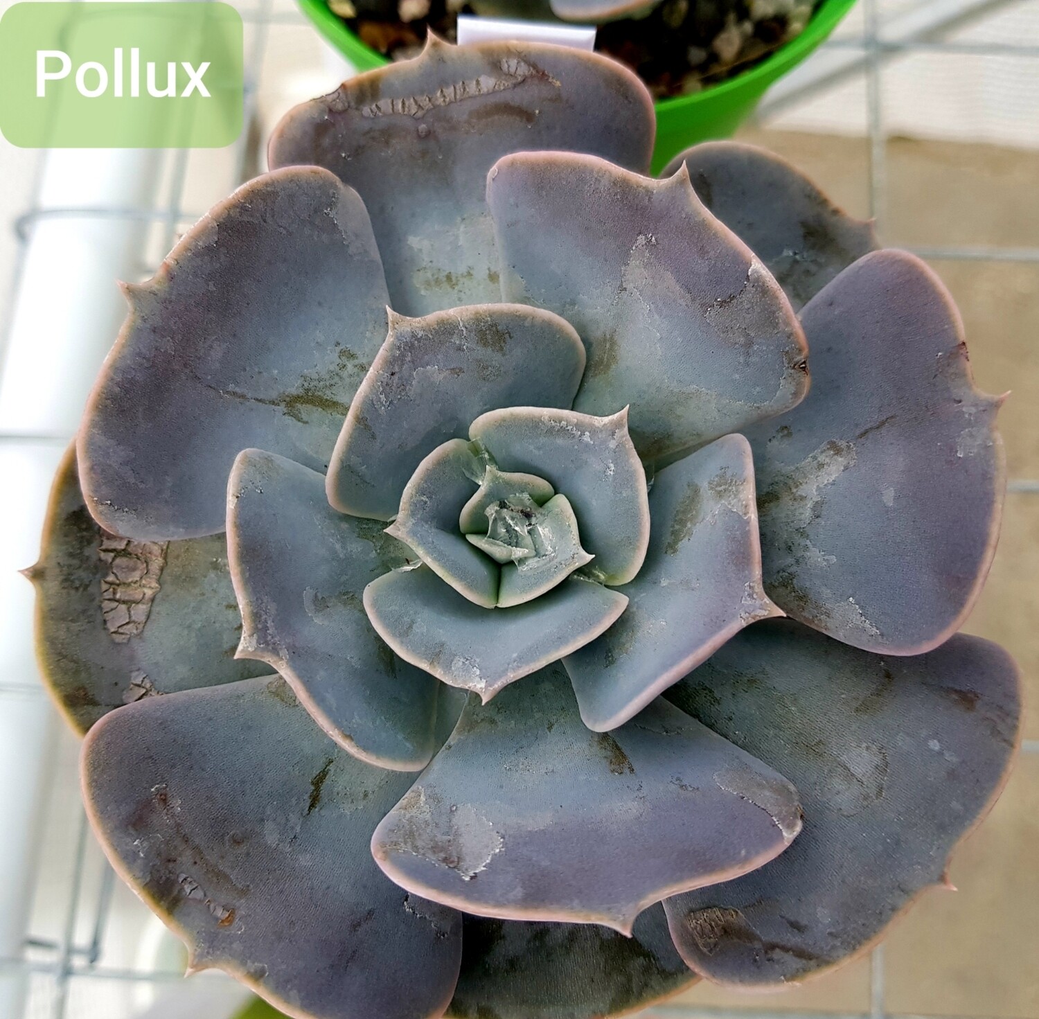 Echeveria Pollux