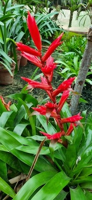 Bromeliads