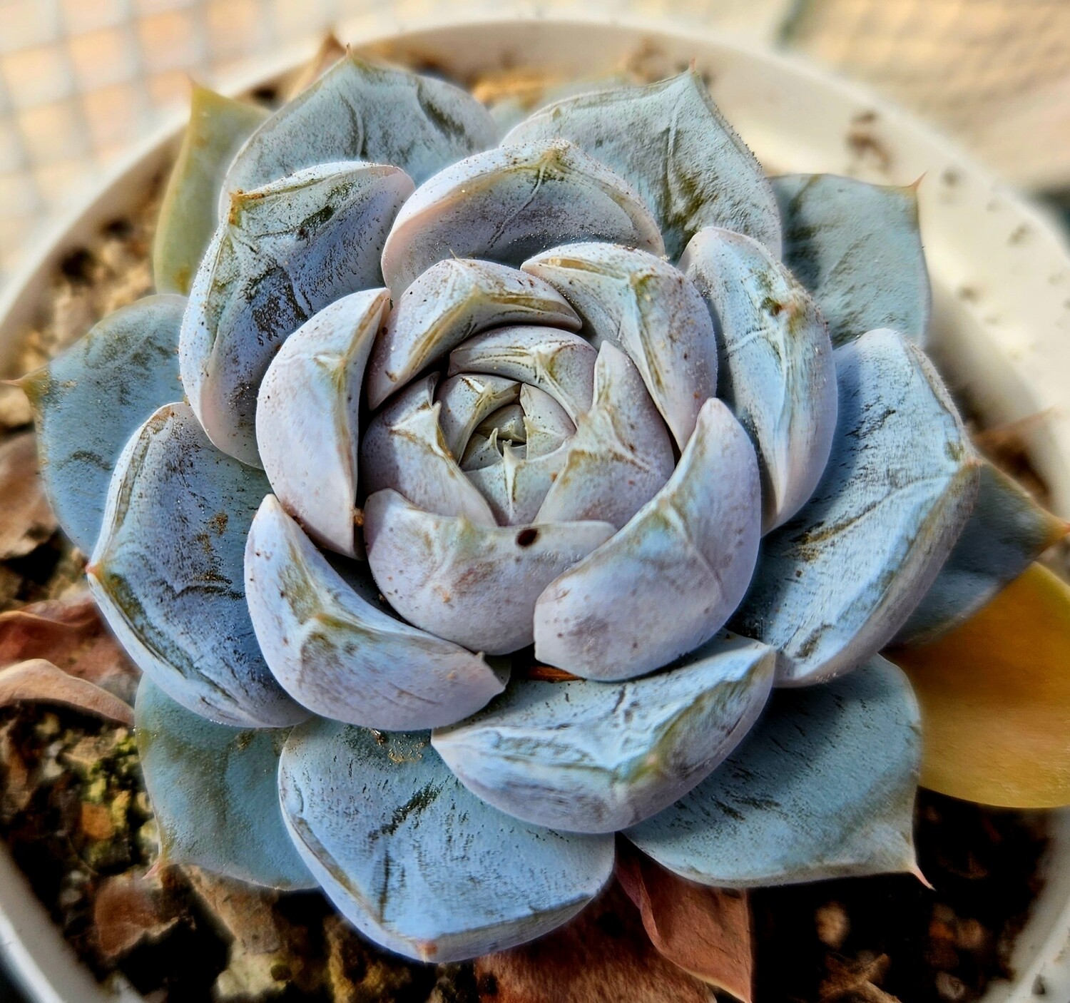 Echeveria Snow Bunny
