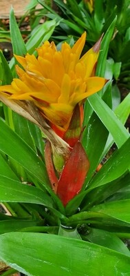 Bromeliads