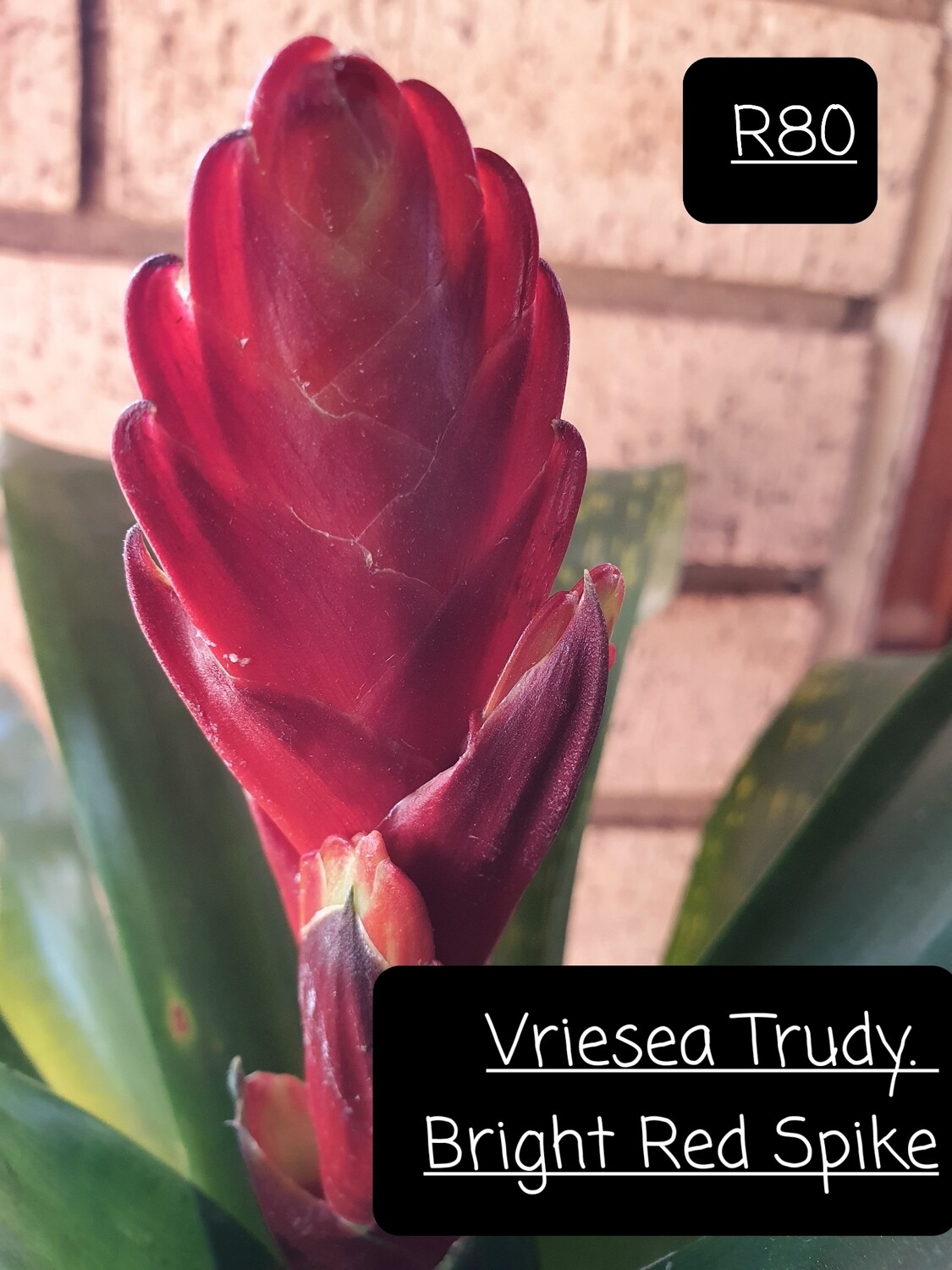 Vriesea with meroen spike