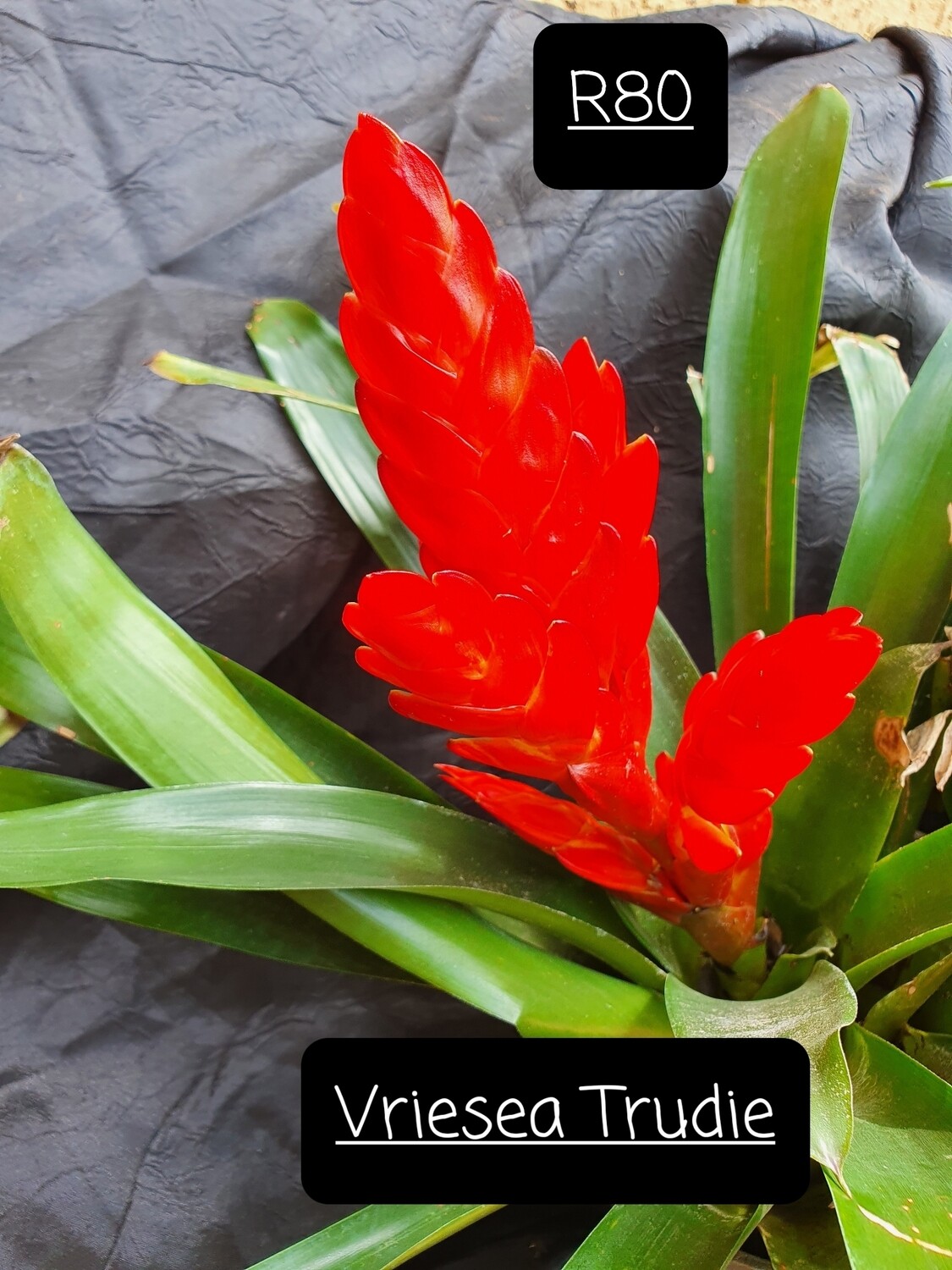 Vriesea Trudie